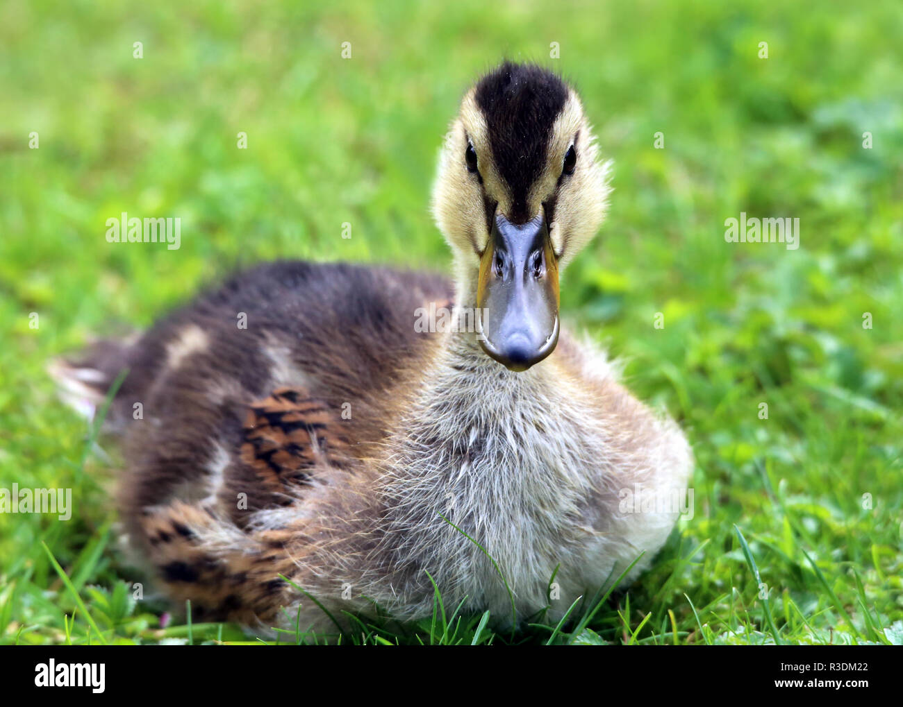 Adolescent duck hi-res stock photography and images - Alamy