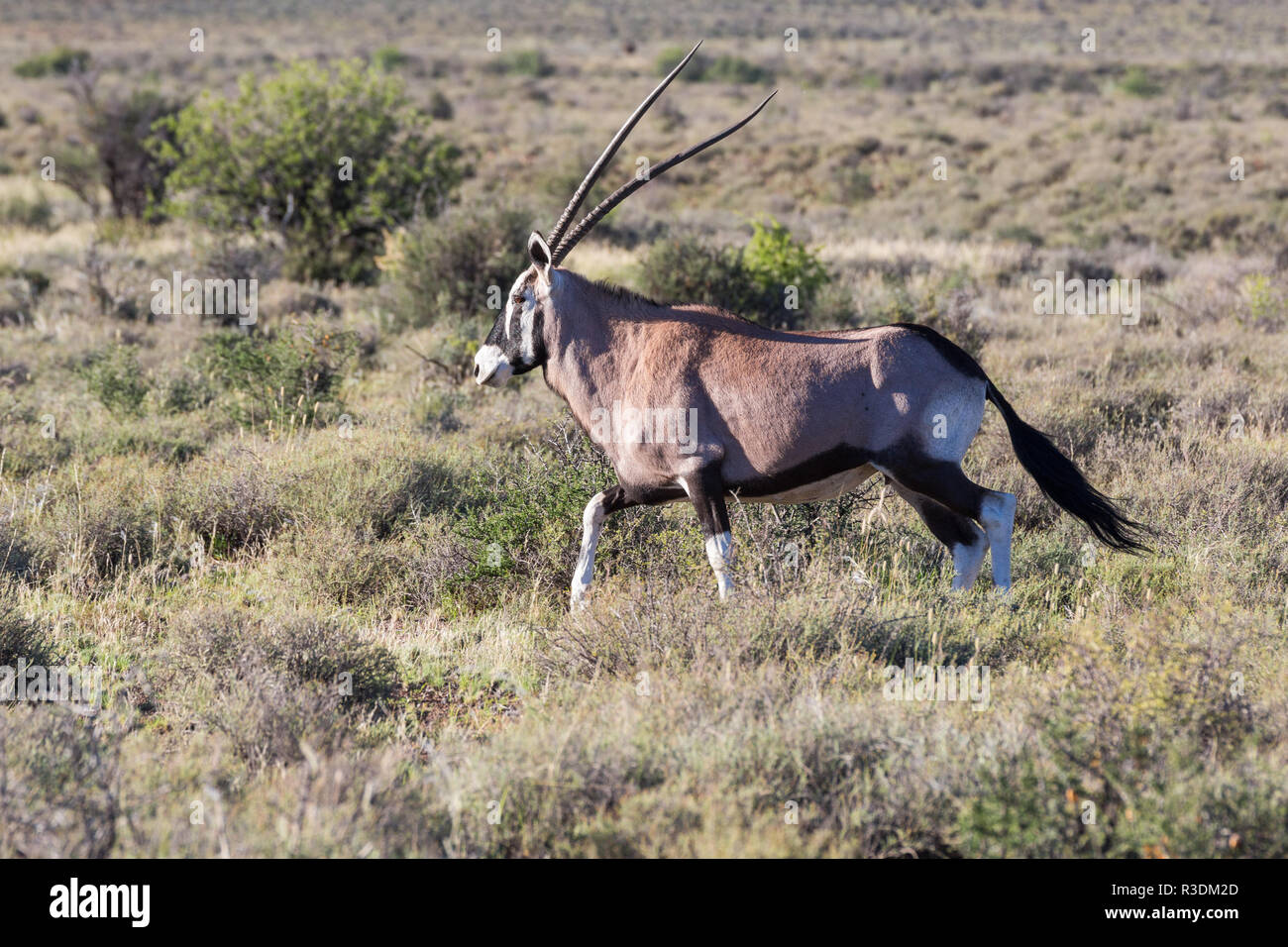 The karoo landscape hi-res stock photography and images - Alamy
