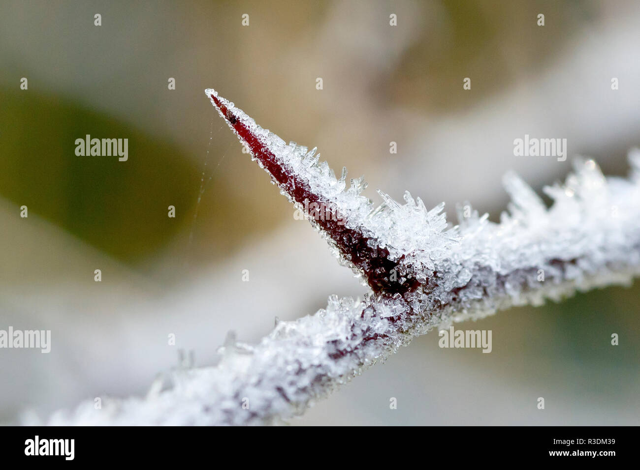 Frost frosted frozen hi-res stock photography and images - Alamy