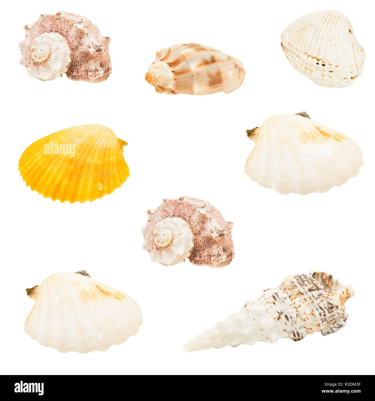 Isolated Multi Colored Sea Shells Partially Overhead Angle Stock Photo ...
