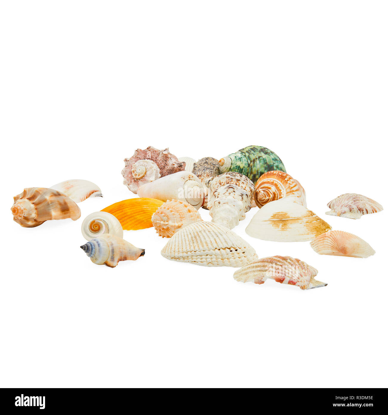 Isolated Multi Colored Sea Shells Straight On Angle Stock Photo - Alamy