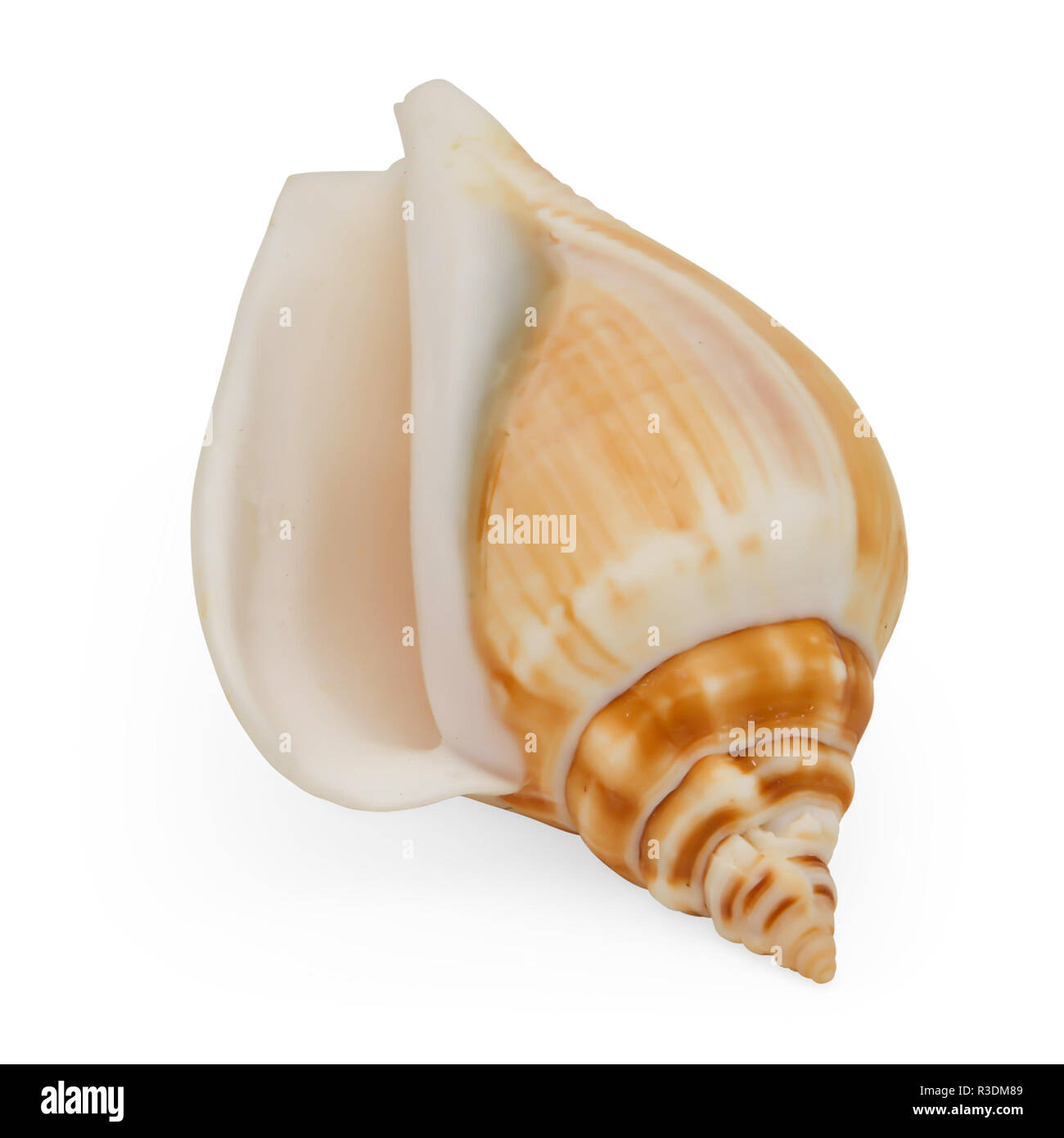 Isolated Multi Colored Single Sea Shell Overhead Angle Stock Photo - Alamy