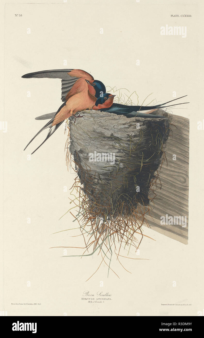 Barn swallow illustration hi-res stock photography and images - Alamy