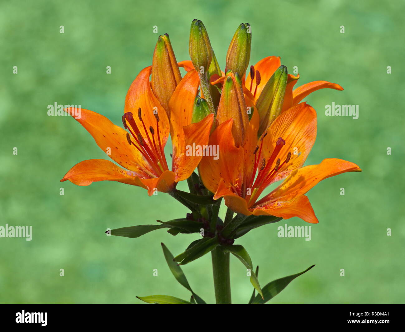 fire lily (lilium bulbiferum Stock Photo - Alamy