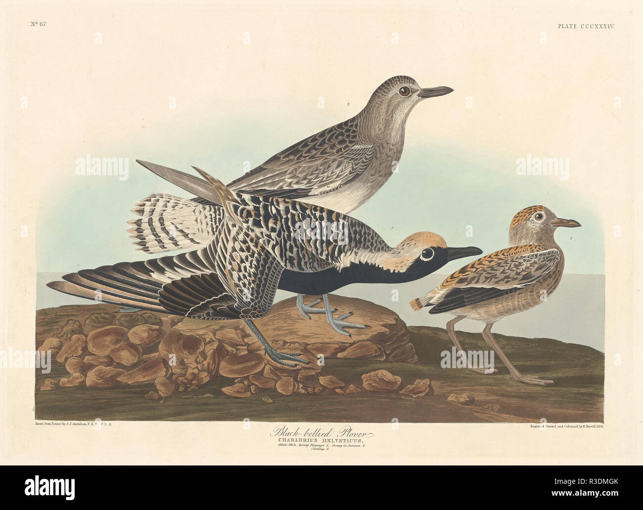 Plover types hi-res stock photography and images - Alamy