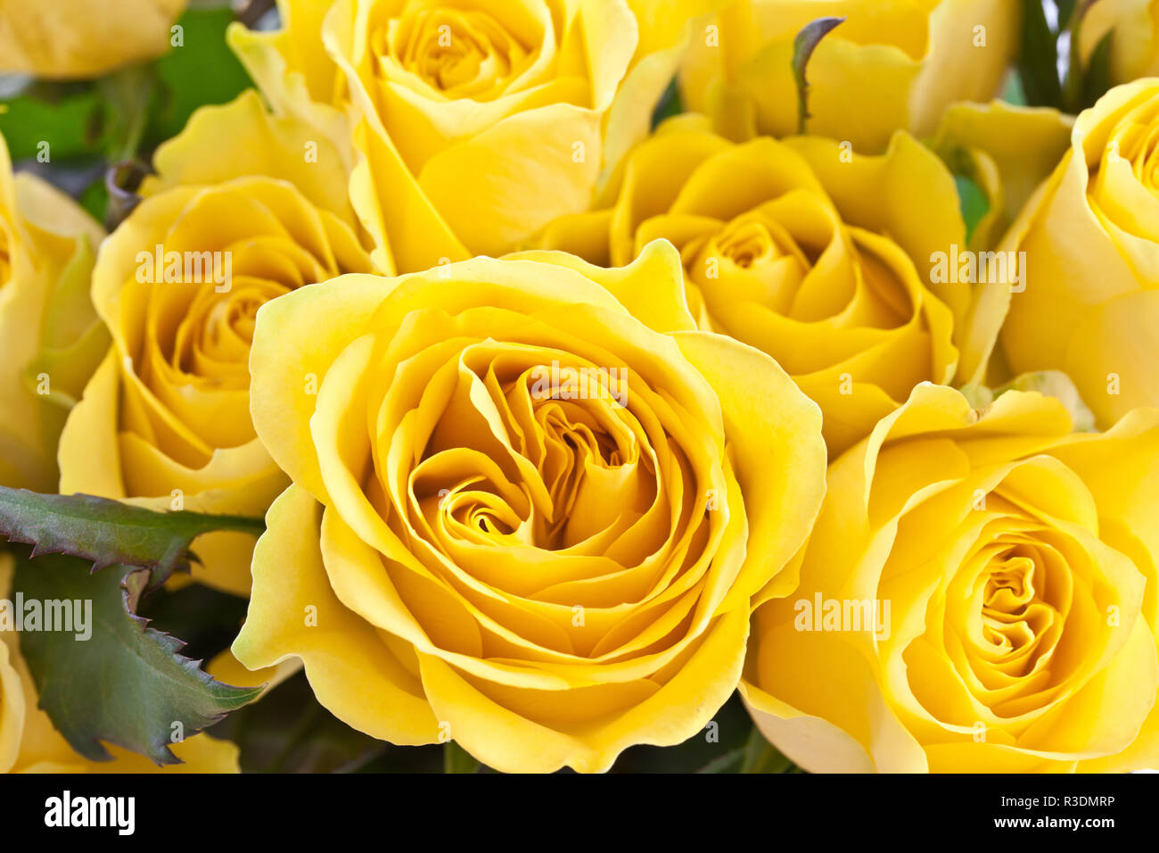 fresh yellow roses Stock Photo - Alamy
