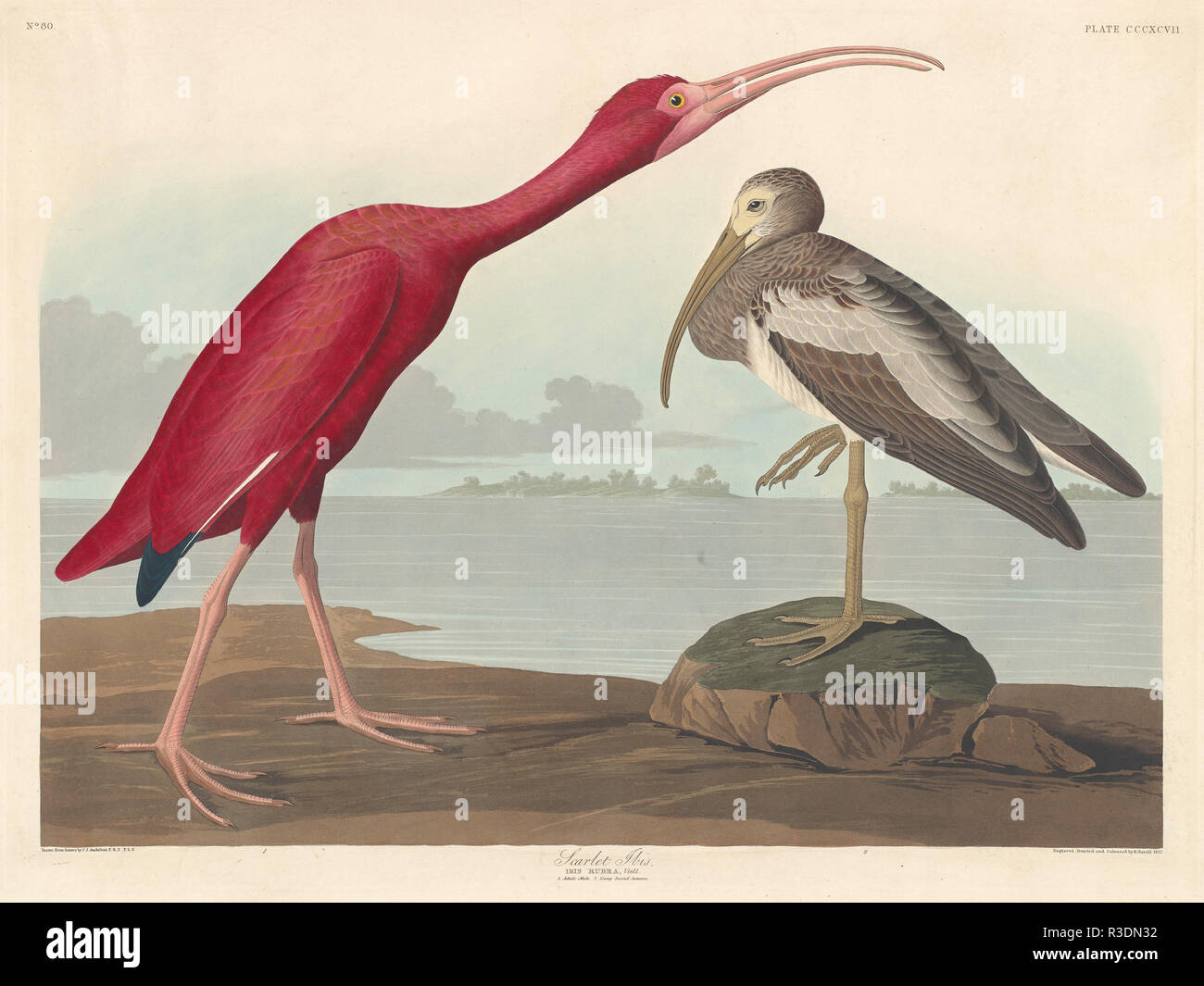 Ibis types hi-res stock photography and images - Alamy