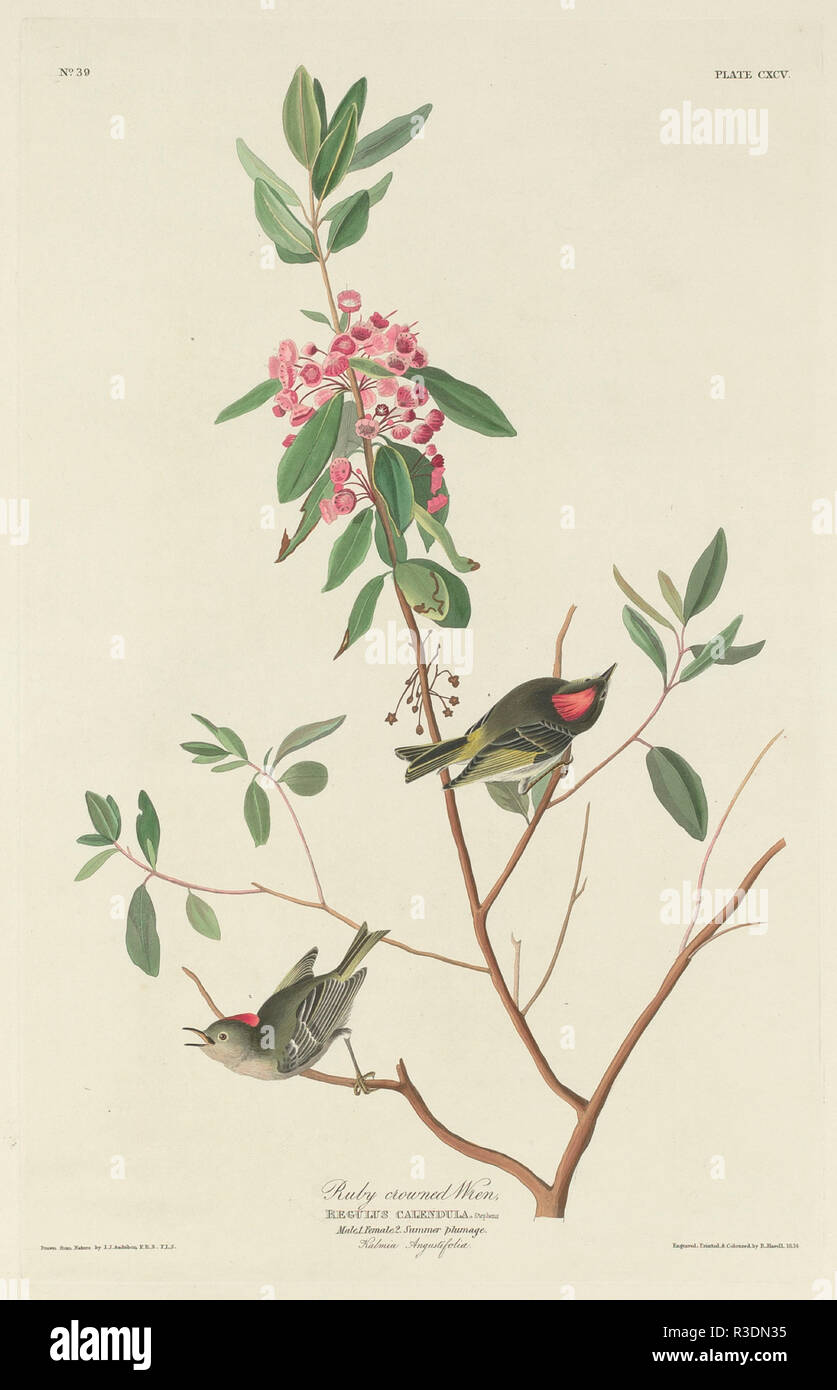 Regulus calendula ruby crowned wren hi-res stock photography and images ...