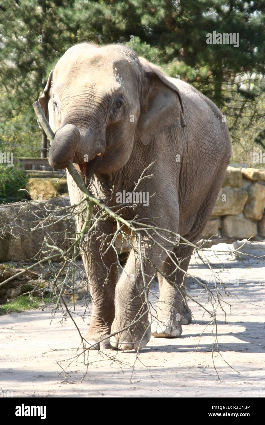 Elephant playing tree branch hi-res stock photography and images - Alamy
