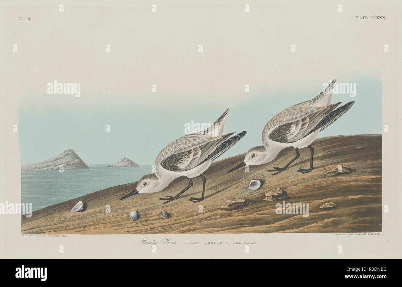 Plover types hi-res stock photography and images - Alamy