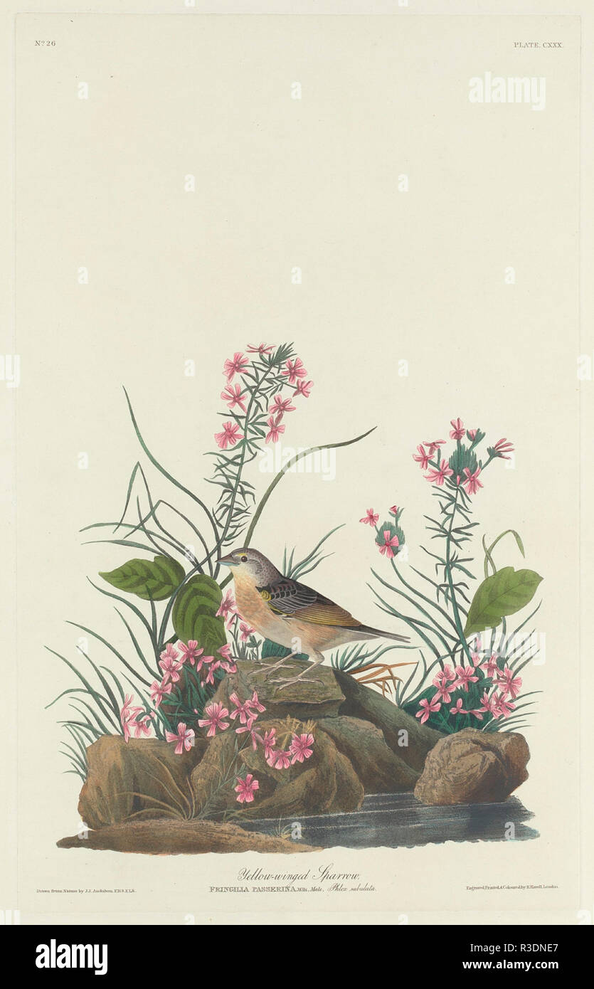 Yellow-winged Sparrow. Dated: 1832. Medium: hand-colored etching and ...
