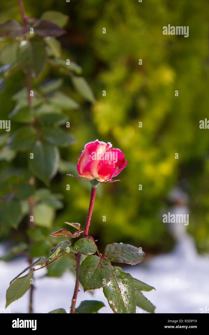 snow and rose Stock Photo - Alamy
