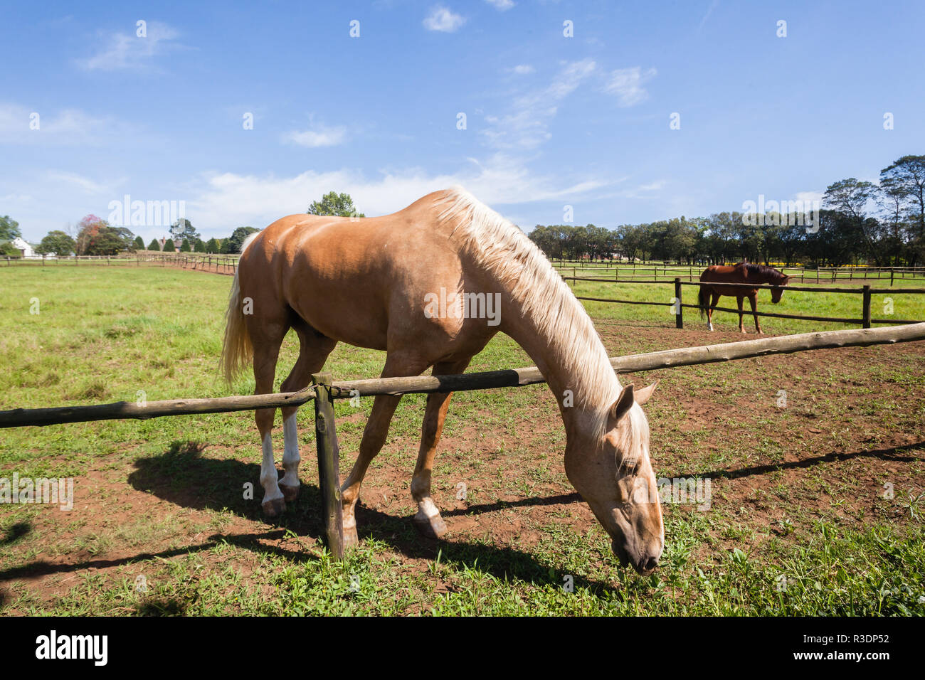 Bouncing horse hi-res stock photography and images - Alamy