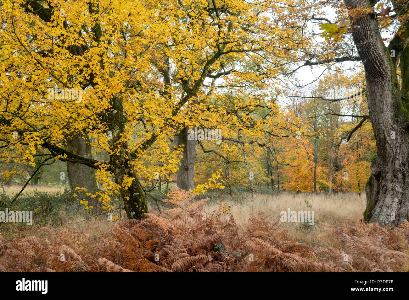 Acer campestre. Field maple trees in the Oxfordshire countryside in ...