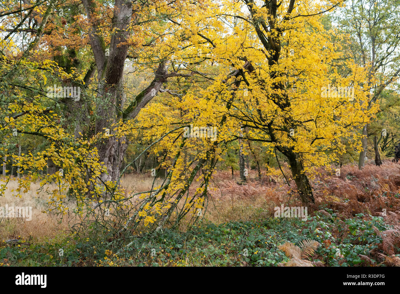 English maple hi-res stock photography and images - Alamy