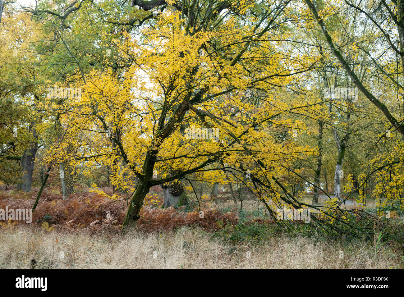 Acer campestre. Field maple trees in the Oxfordshire countryside in ...