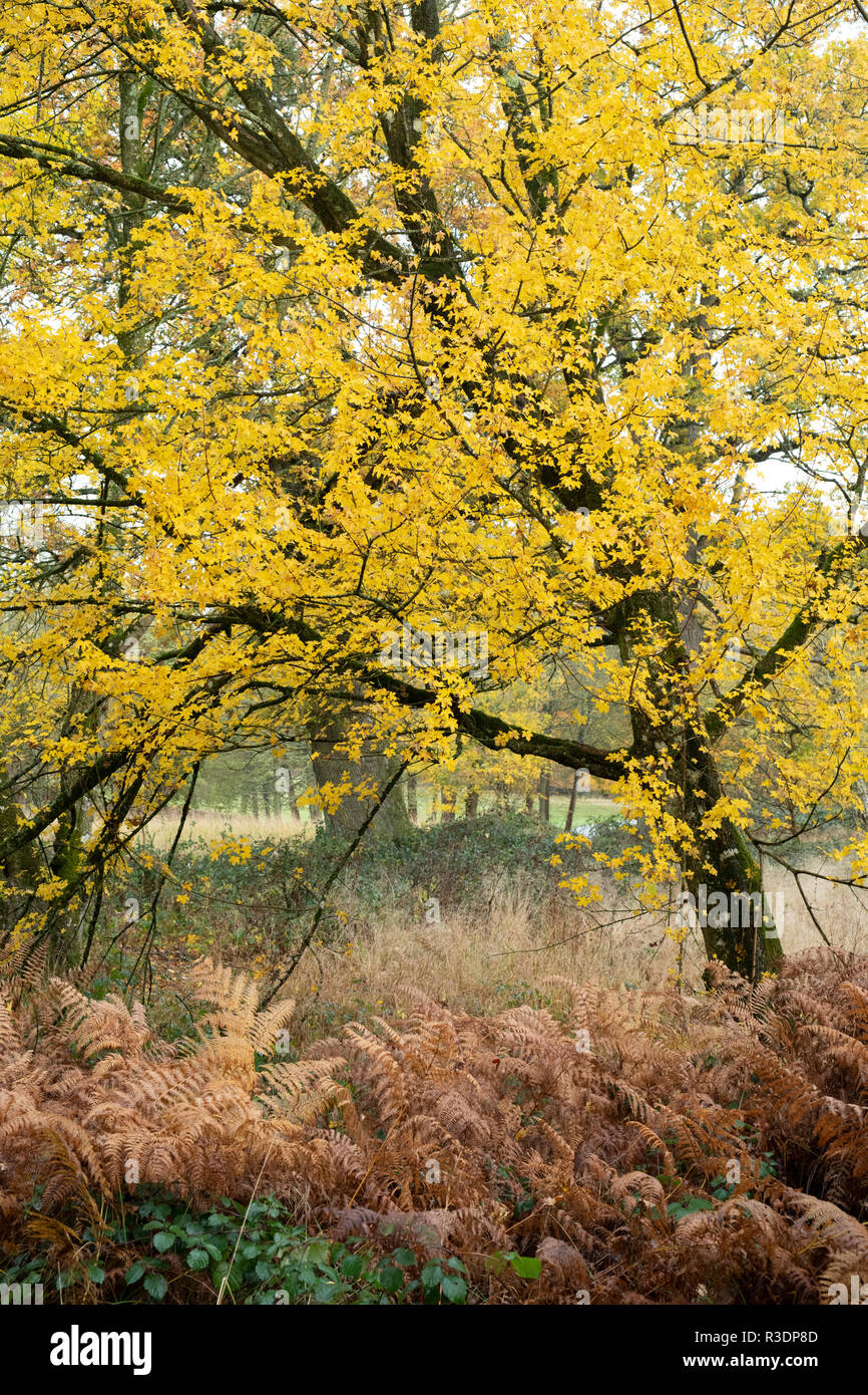 Field maple trees hi-res stock photography and images - Alamy