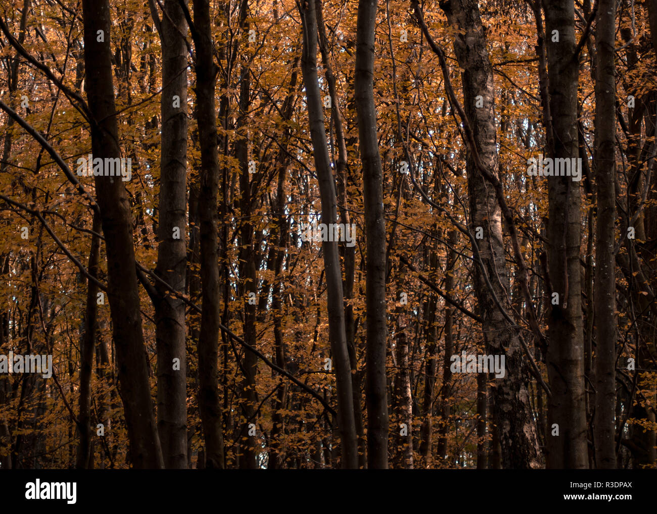 A beautifully colorful forest during autumn in Slottsskogen, Gothenburg ...