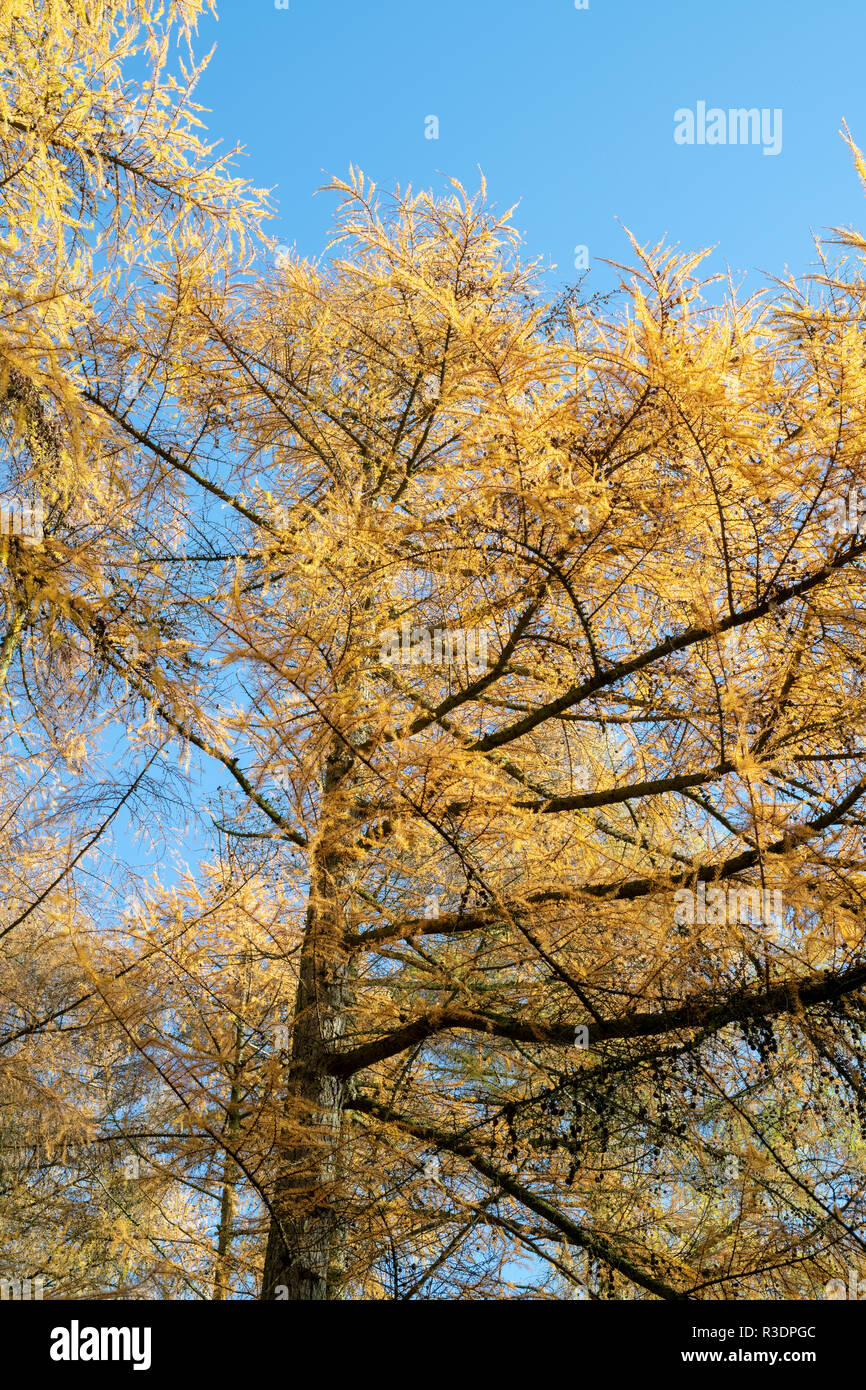 Larix decidua. European larch trees in autumn Stock Photo - Alamy