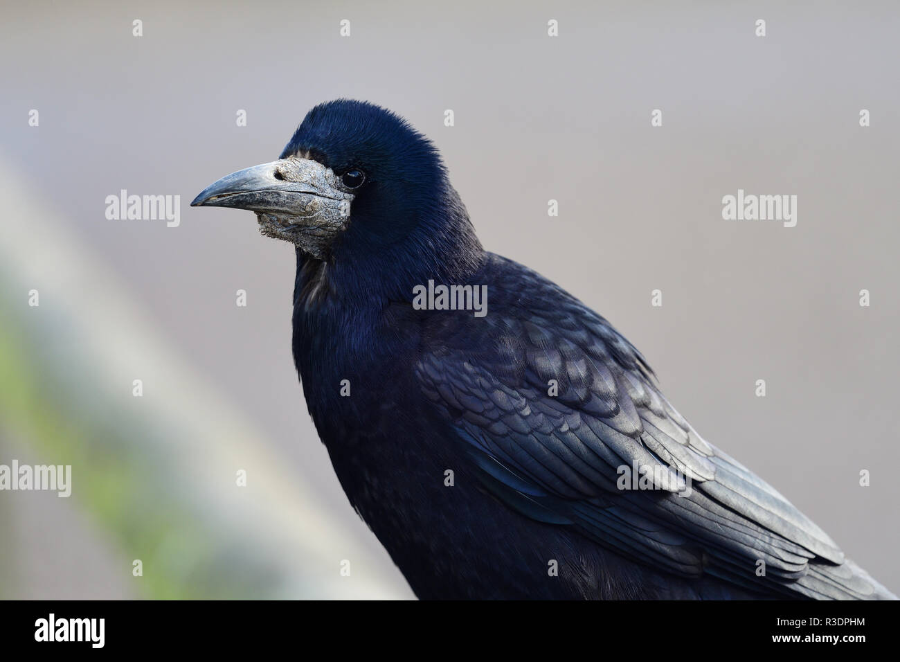 Rook Side View High Resolution Stock Photography and Images - Alamy