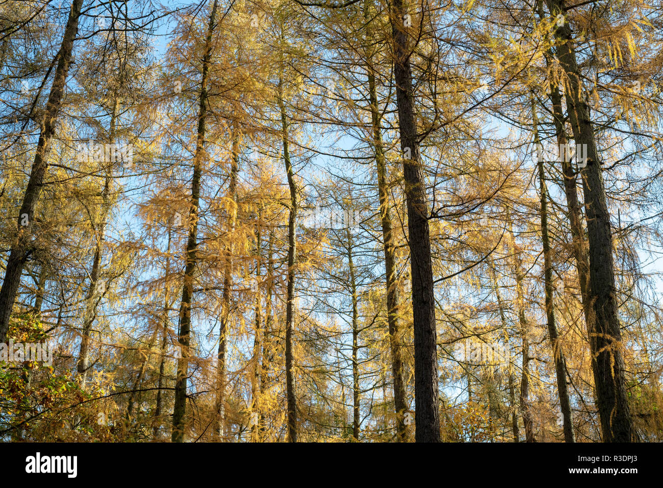 Larix decidua. European larch trees in autumn Stock Photo - Alamy