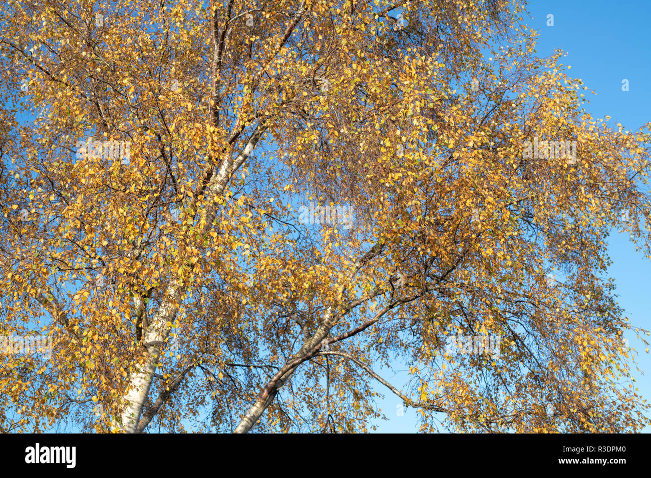Betula Pendula. Silver Birch tree in autumn against blue sky Stock ...