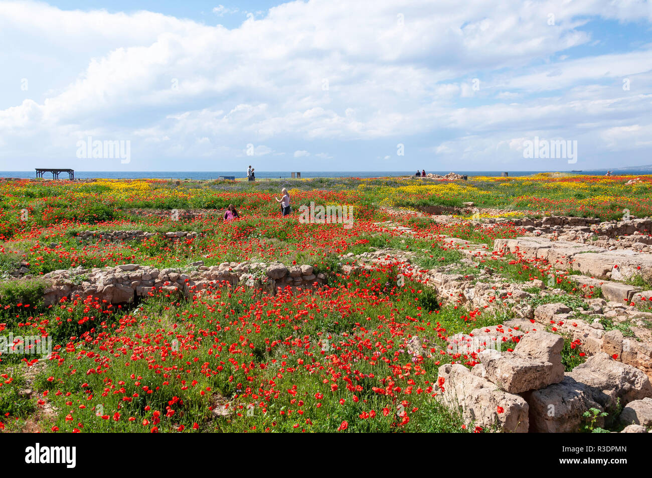 Spring flowers amongst ruins at Archaelogical site of Kato Pafos ...