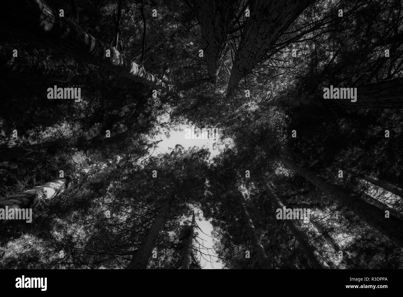 Pine treetops Black and White Stock Photos & Images - Alamy