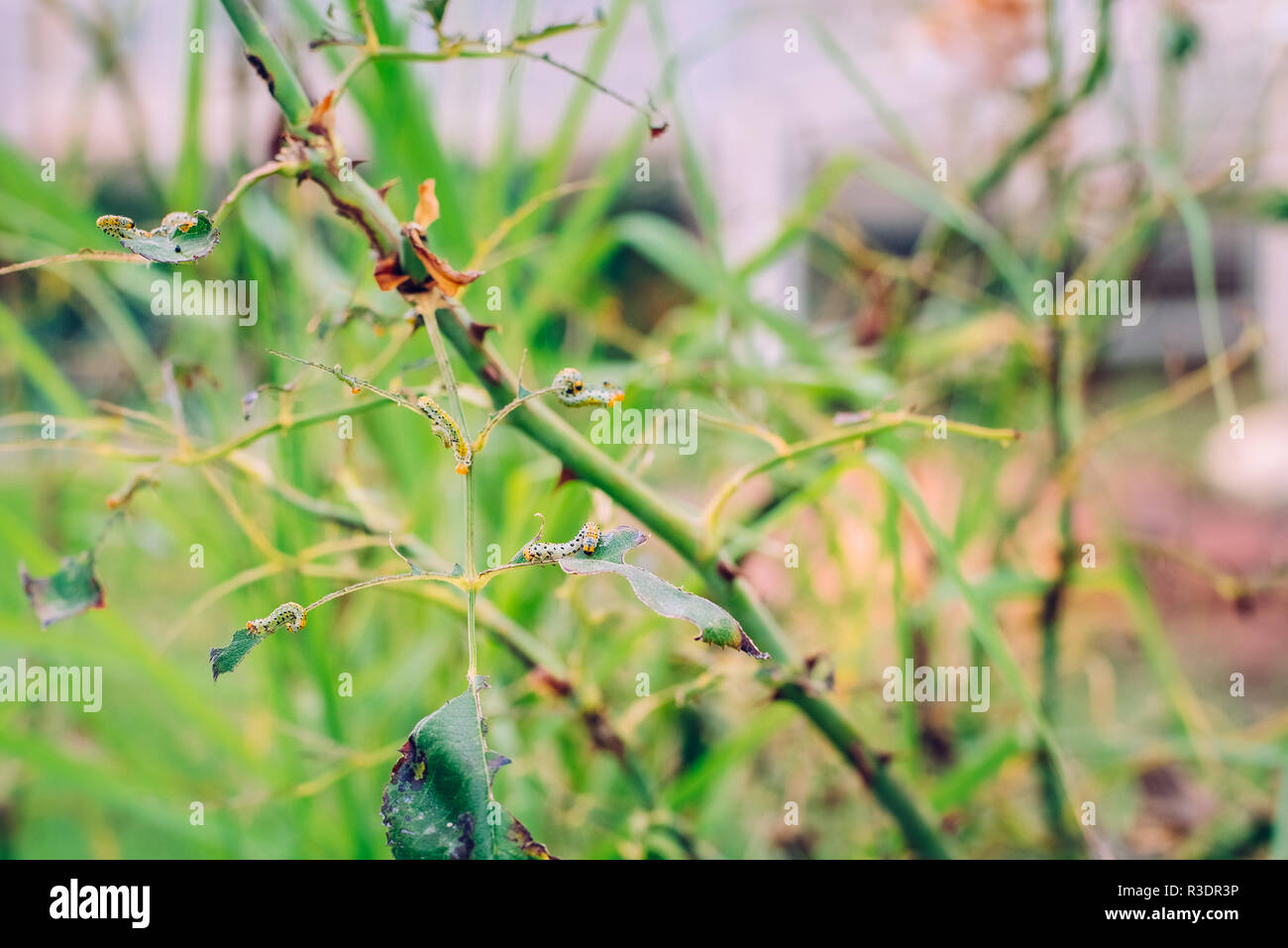 Common rose caterpillar hi-res stock photography and images - Alamy