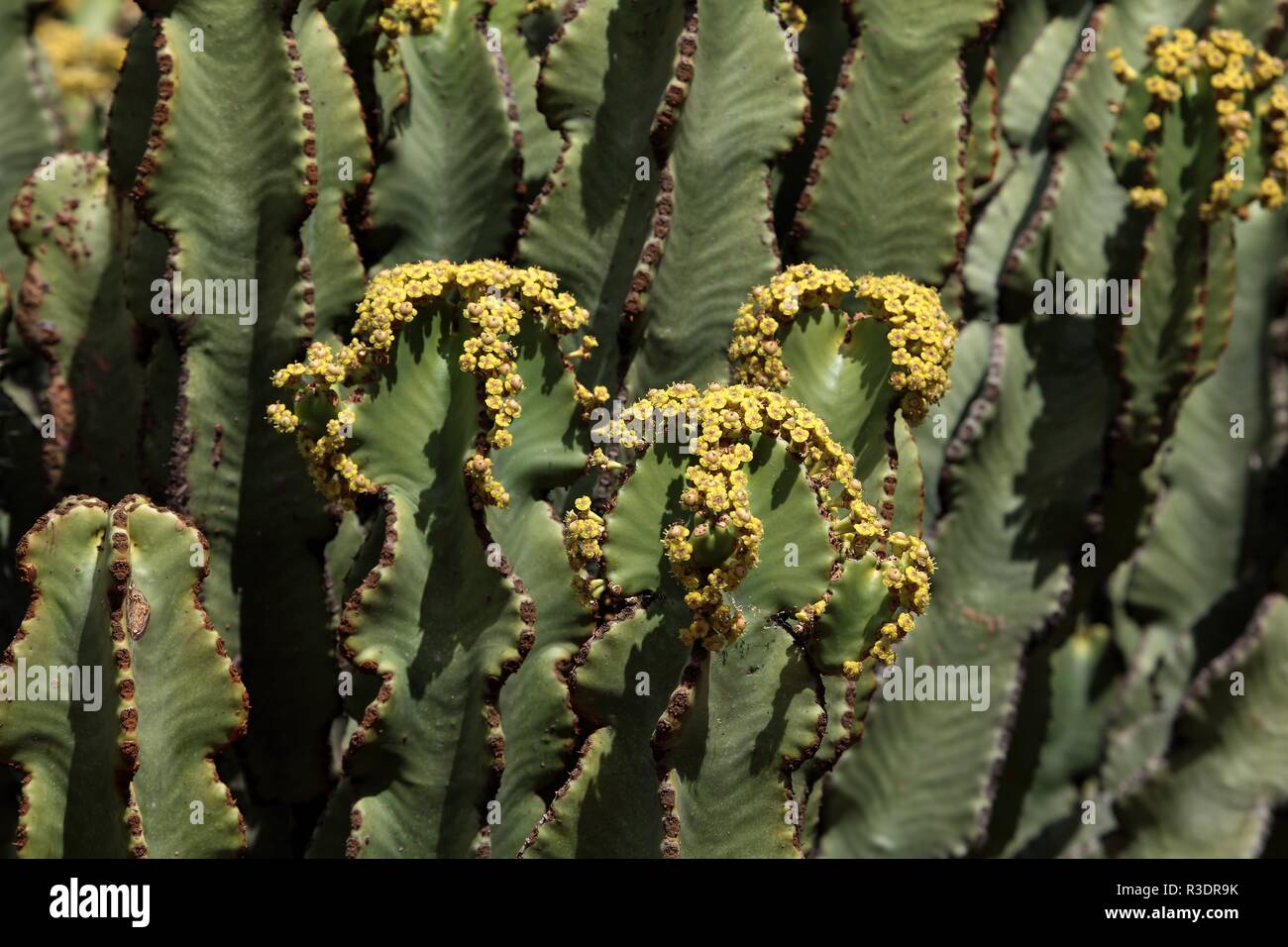flowers of euphorbia abyssinica in ethiopia Stock Photo - Alamy
