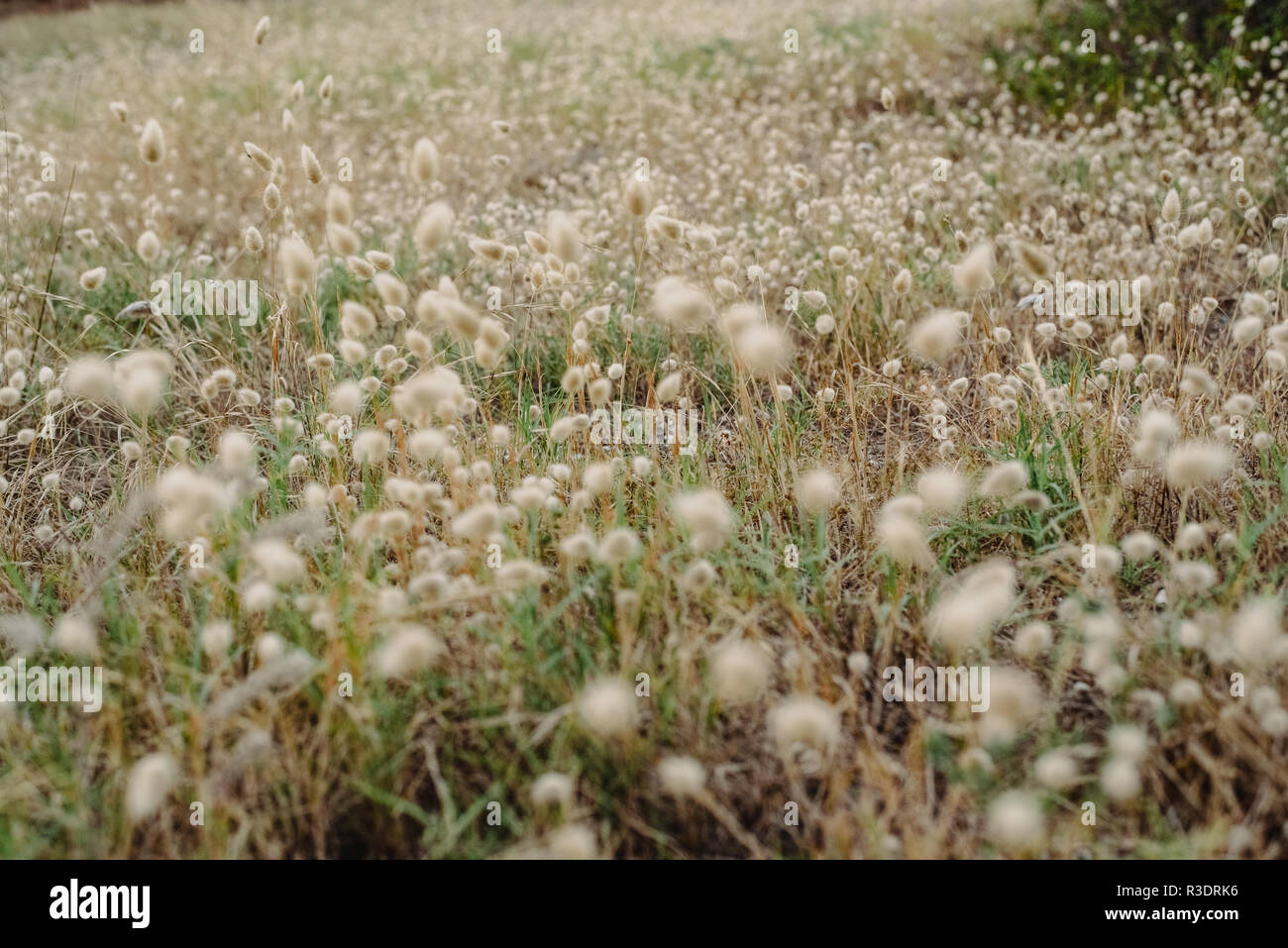 Faded ground colors hi-res stock photography and images - Alamy