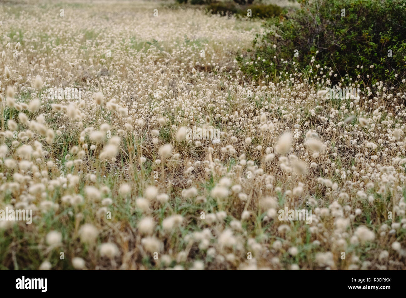 Faded ground colors hi-res stock photography and images - Alamy