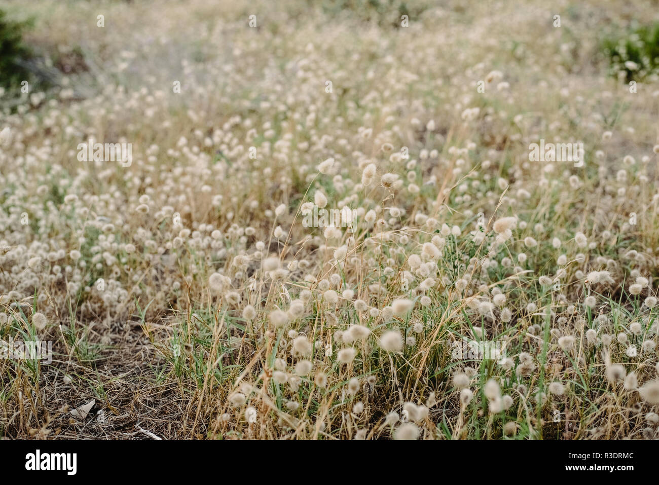 Faded ground colors hi-res stock photography and images - Alamy