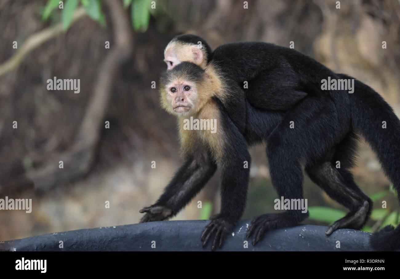 Female White-headed capuchin (Cebus capucinus) with her offspring ...