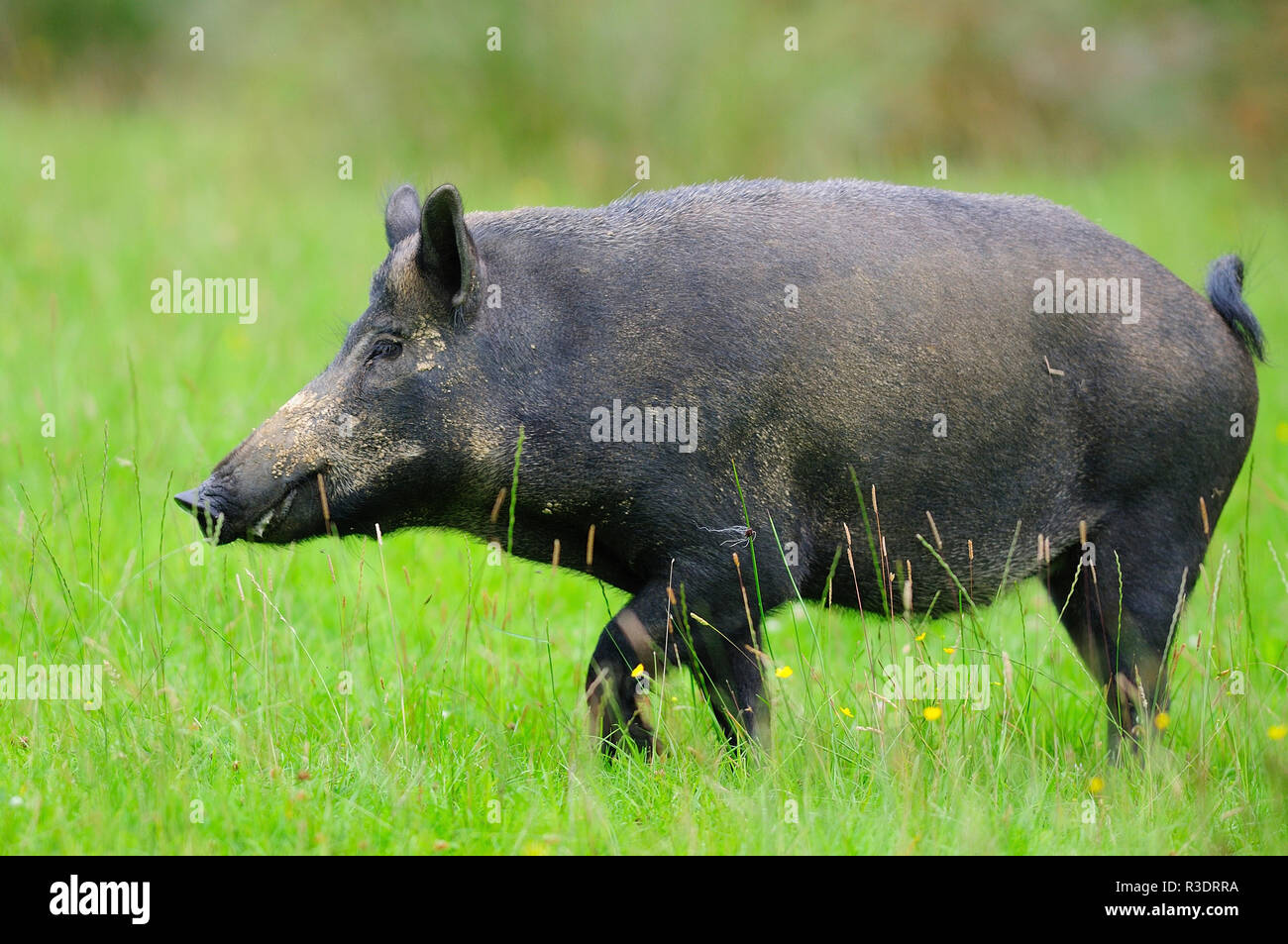 Female wild boar in field (captive). Devon UK July 2014 Stock Photo - Alamy