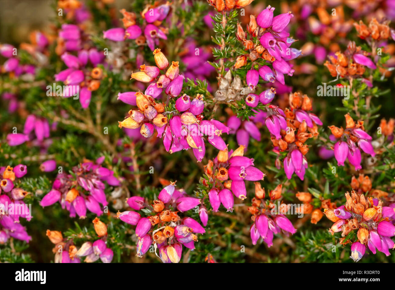 Common heather or Ling, Calluna vulgaris flowering on moorland above ...