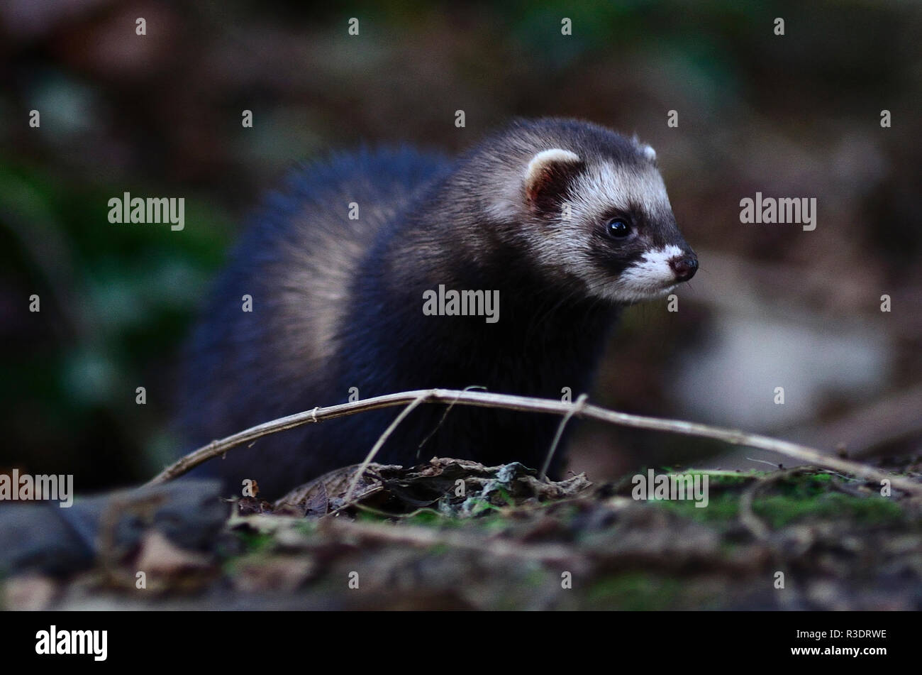 Polecat hunting along hedgerow Stock Photo - Alamy