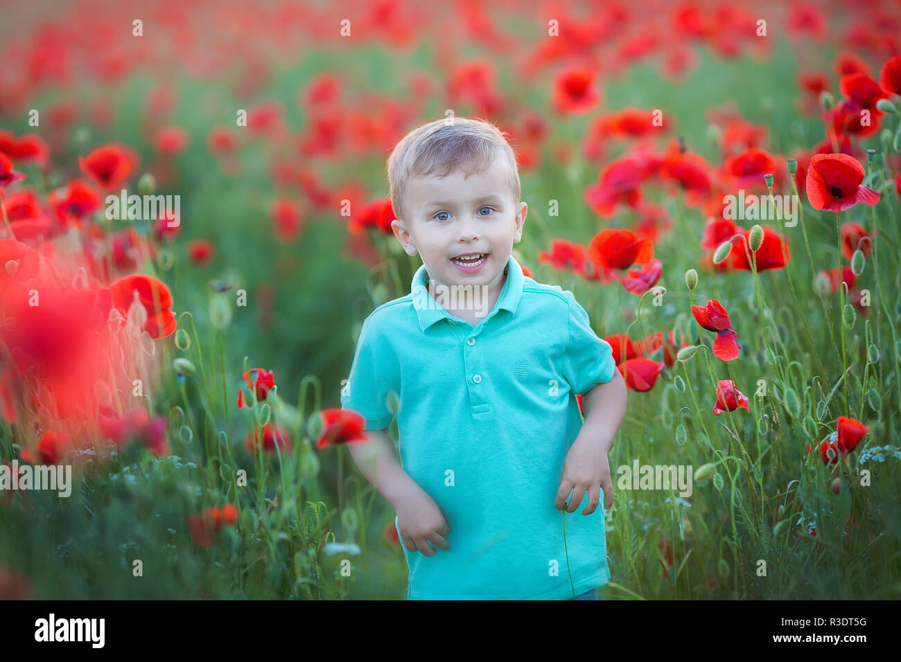 Cute preschool child in poppy field, holding a bouquet of wild flowers ...