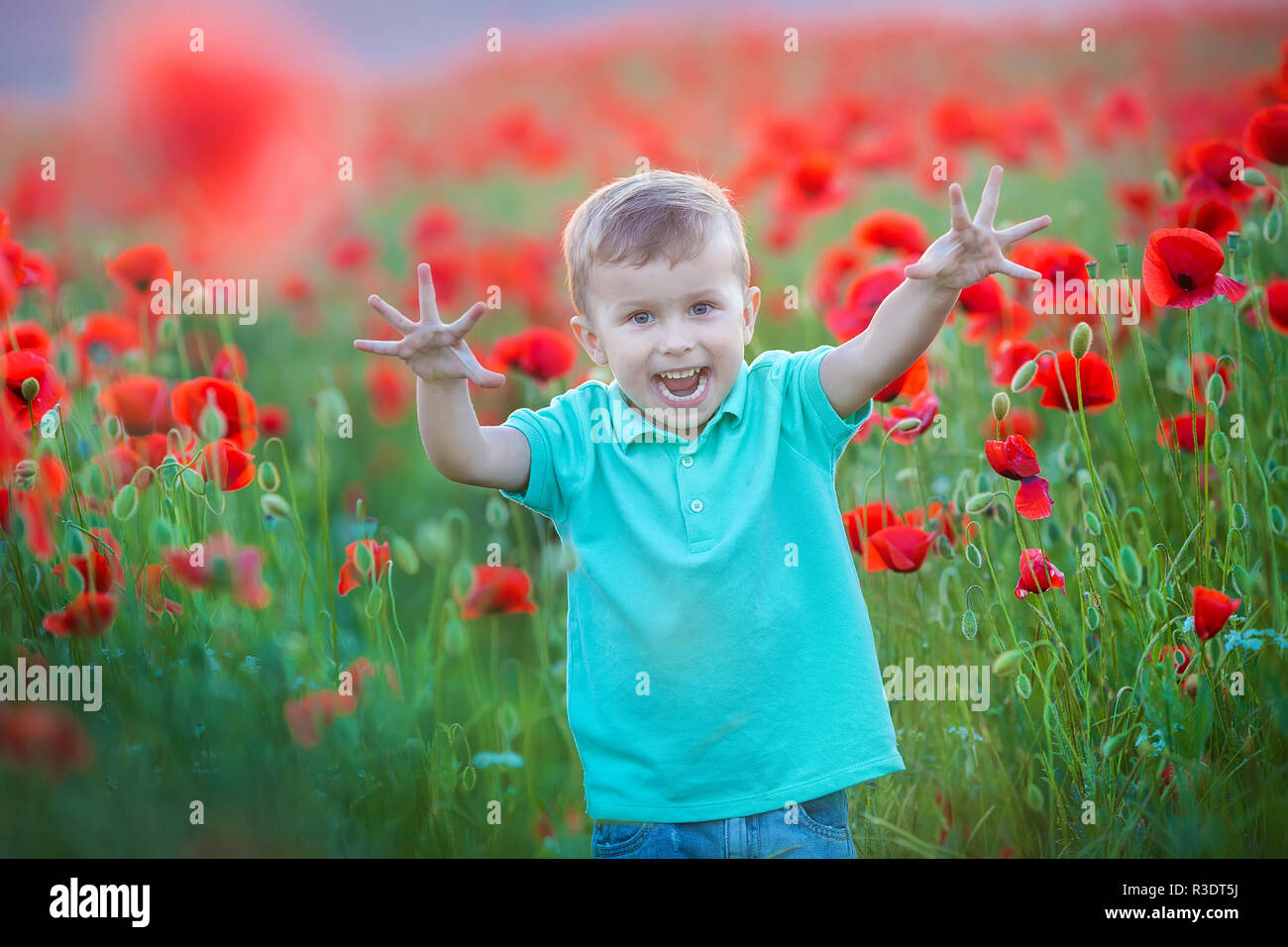 Cute preschool child in poppy field, holding a bouquet of wild flowers ...