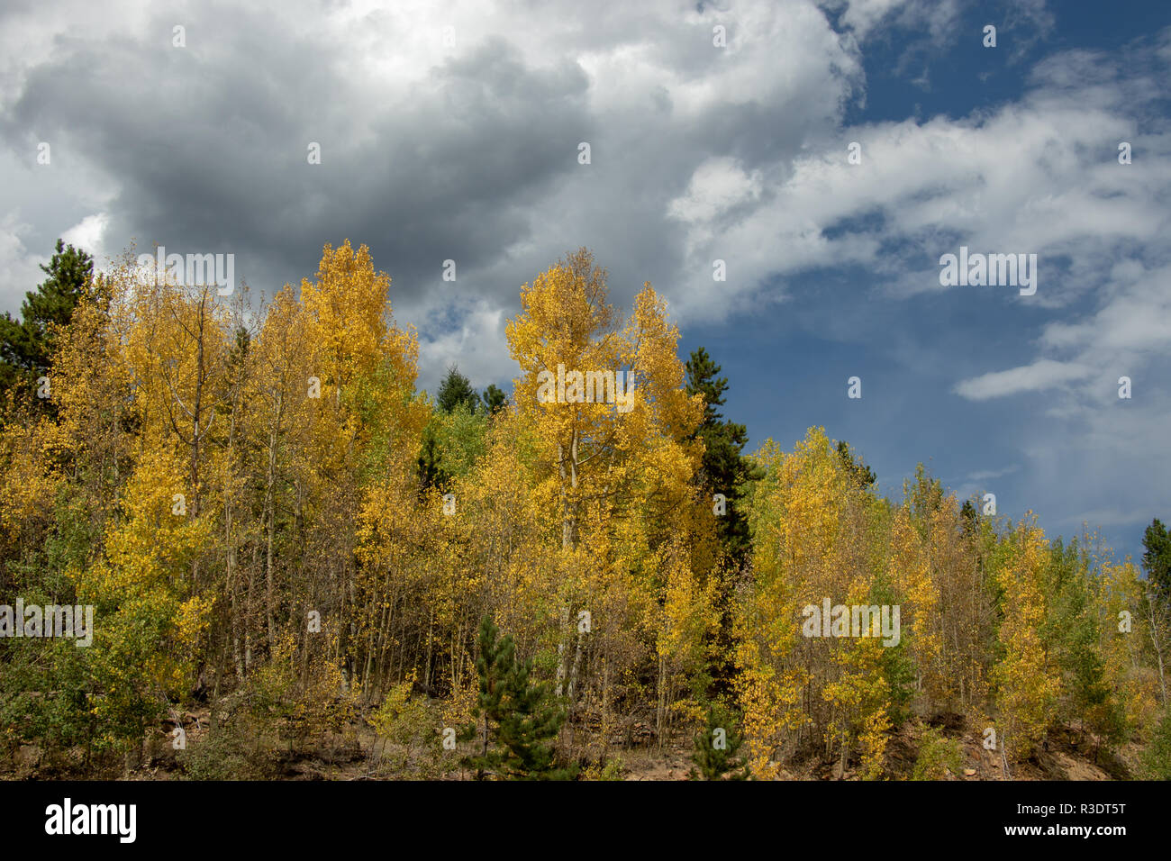 Aspen in the fall Stock Photo - Alamy