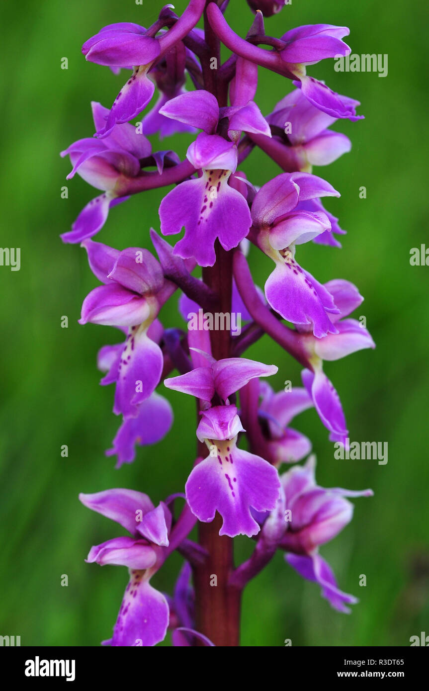 Orchid spike hi-res stock photography and images - Alamy