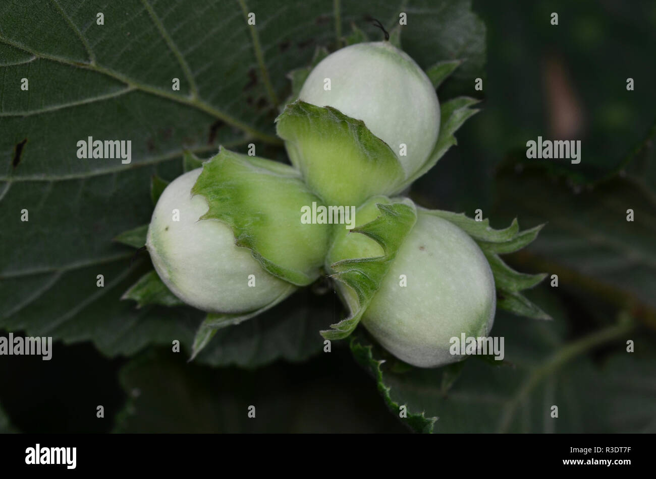 Unripe nuts hi-res stock photography and images - Alamy