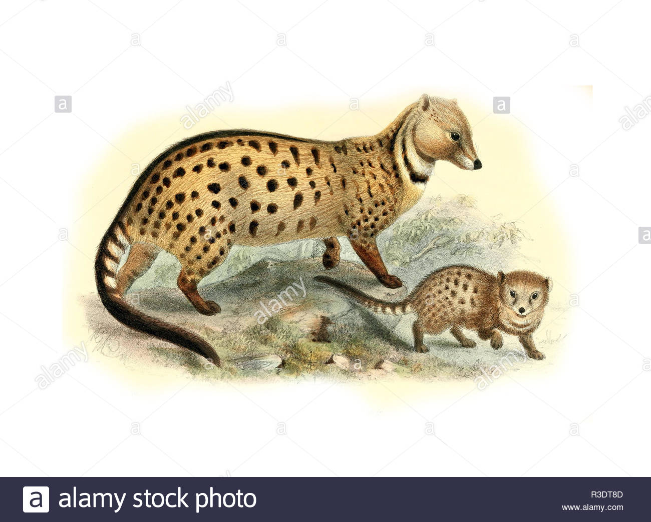 Civet Cat High Resolution Stock Photography and Images - Alamy