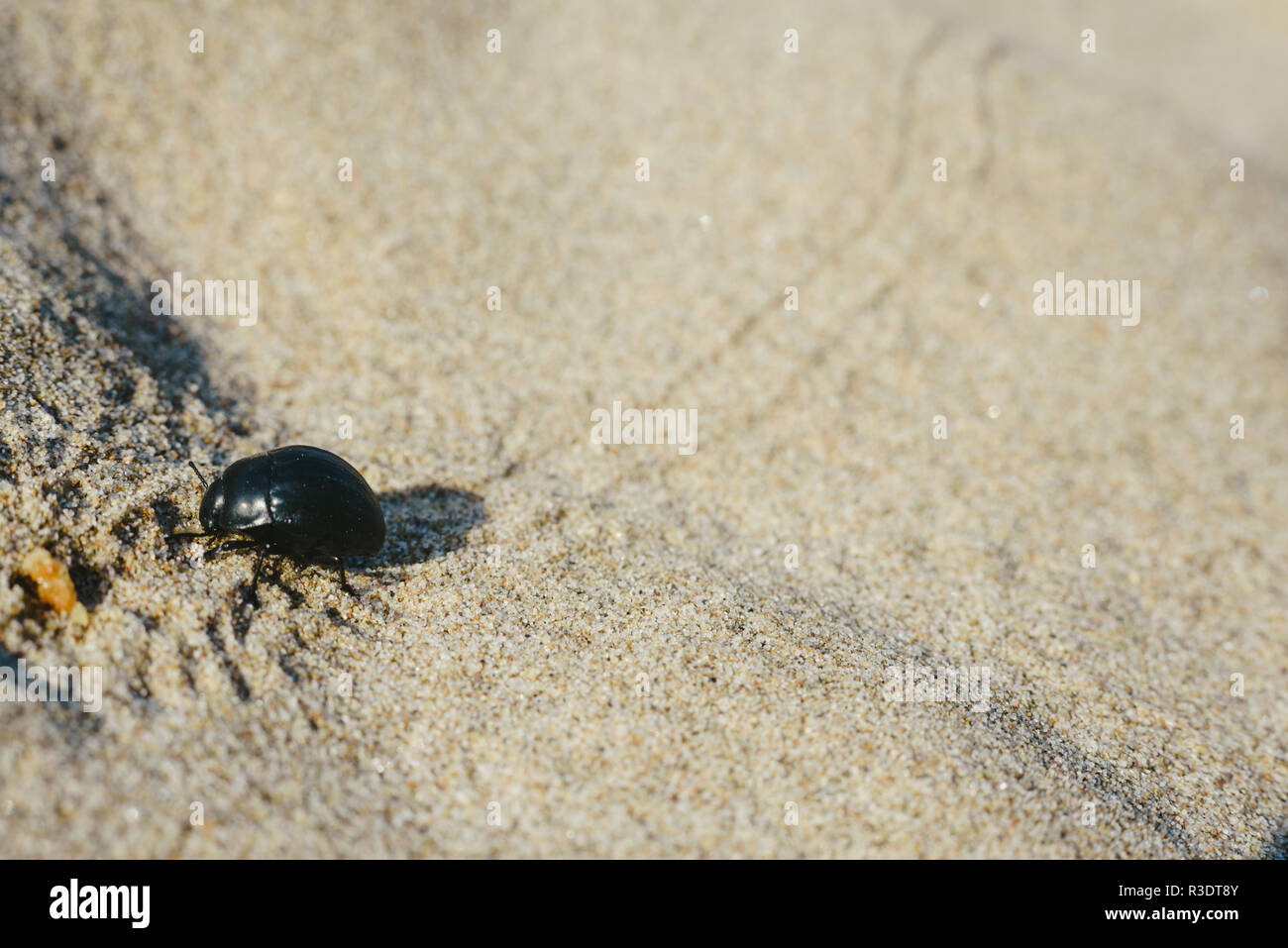 Insect track sand hi-res stock photography and images - Alamy