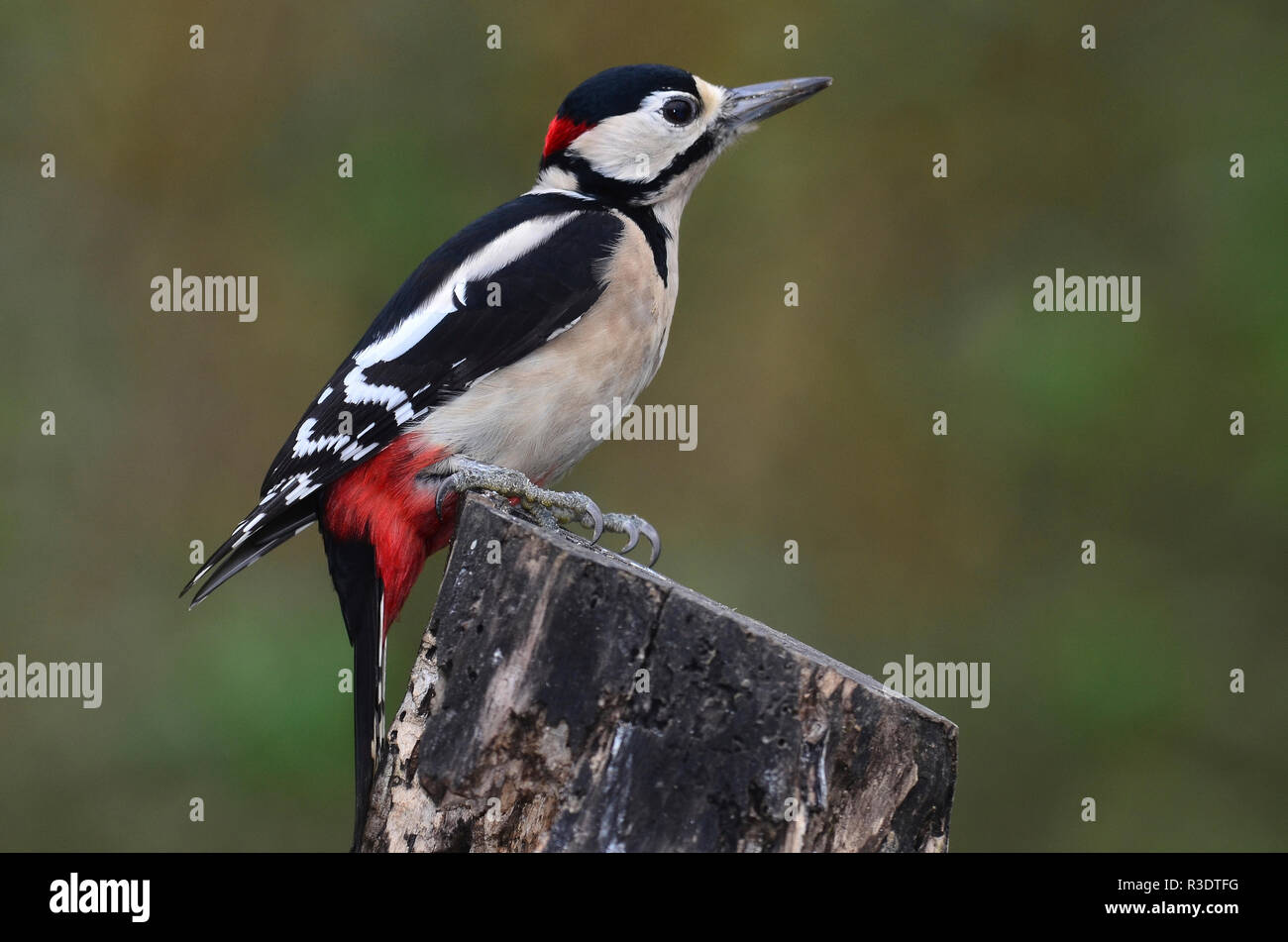great spotted woodpecker Stock Photo - Alamy