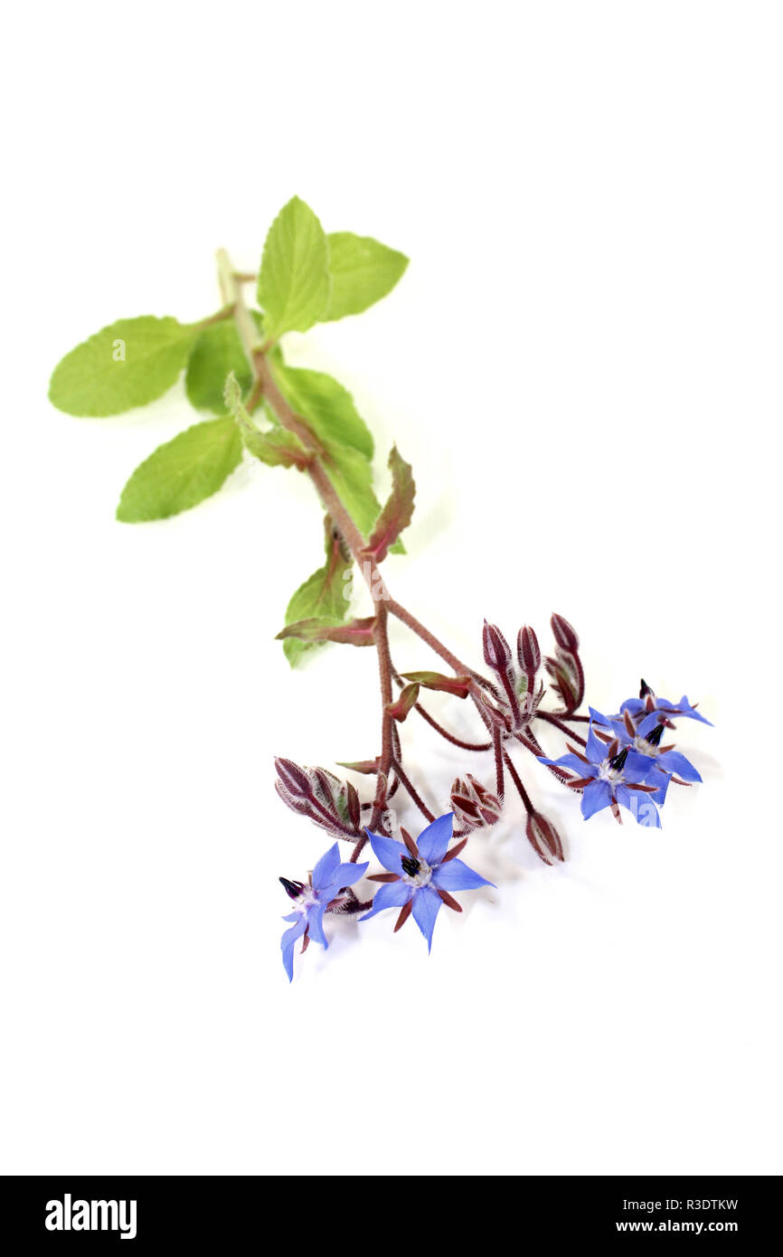 fresh blue borage Stock Photo - Alamy