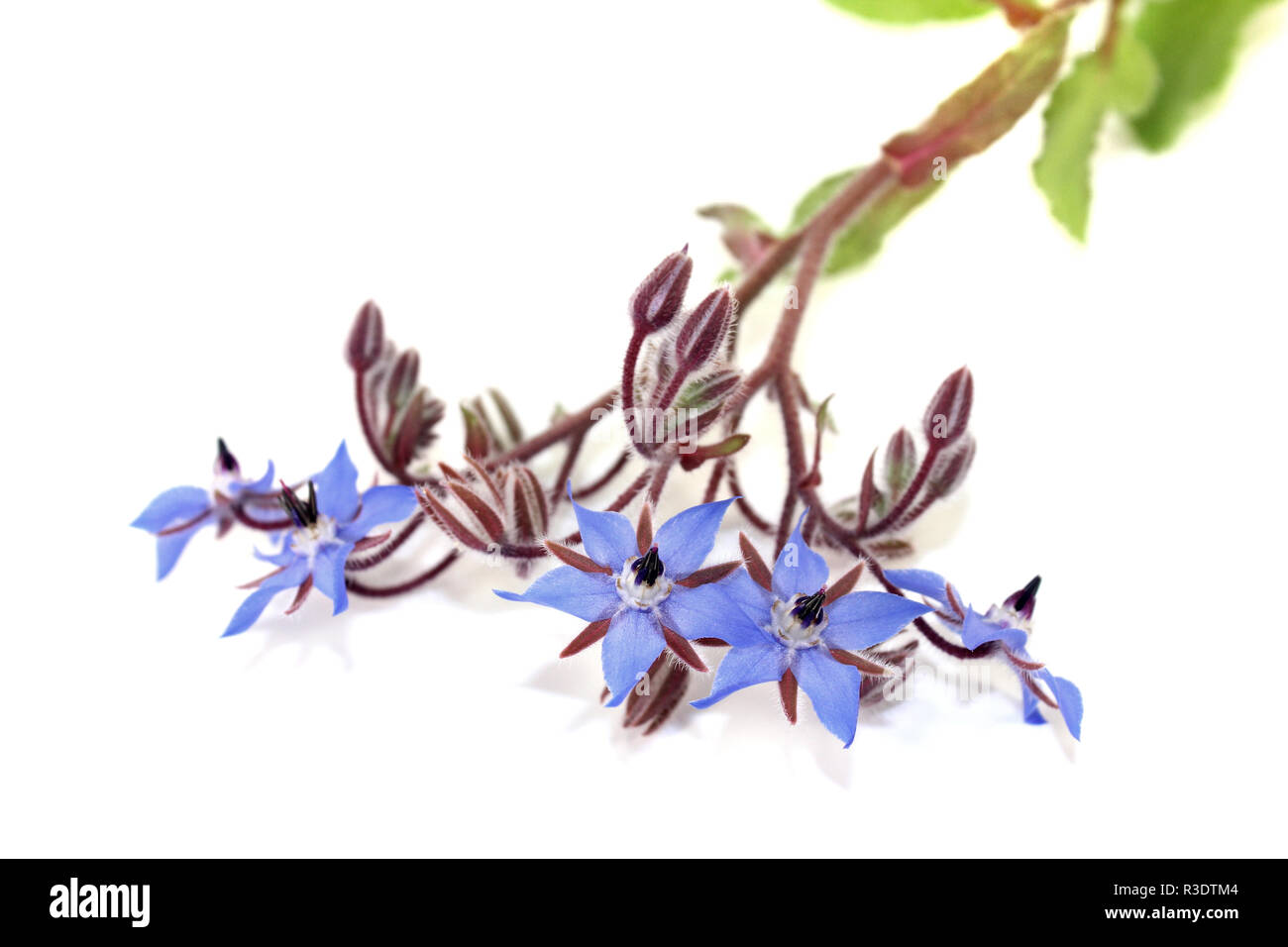 delicious blue borage Stock Photo - Alamy