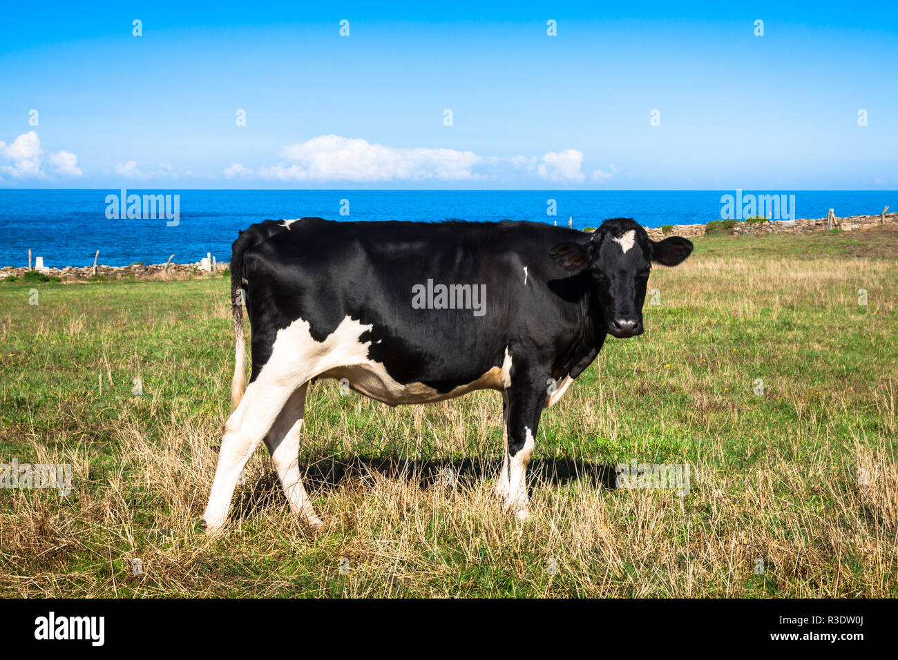 spanish milk cow in the seaside farm,asturias,spain Stock Photo - Alamy