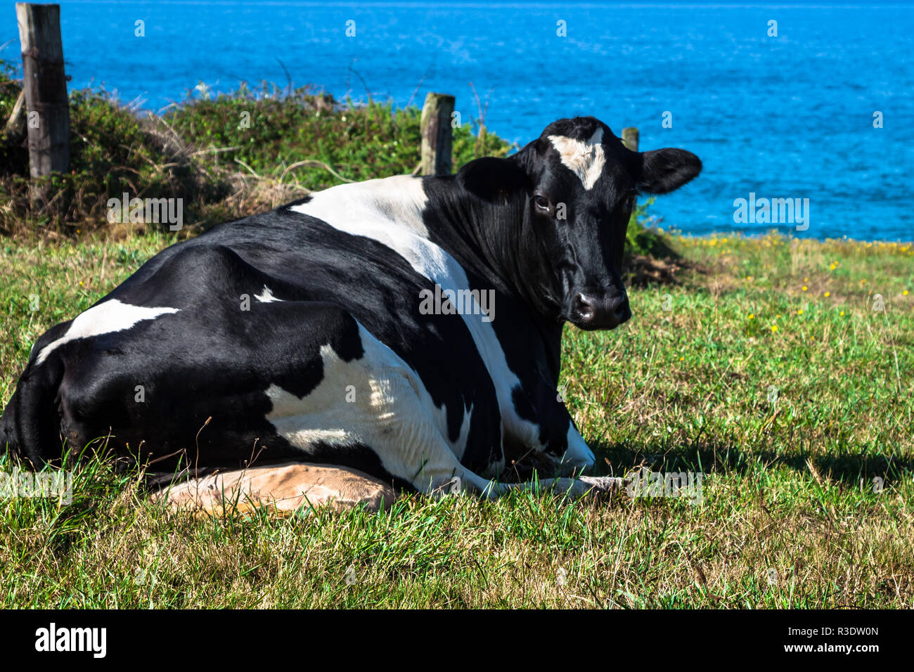 spanish milk cow in the seaside farm,asturias,spain Stock Photo - Alamy
