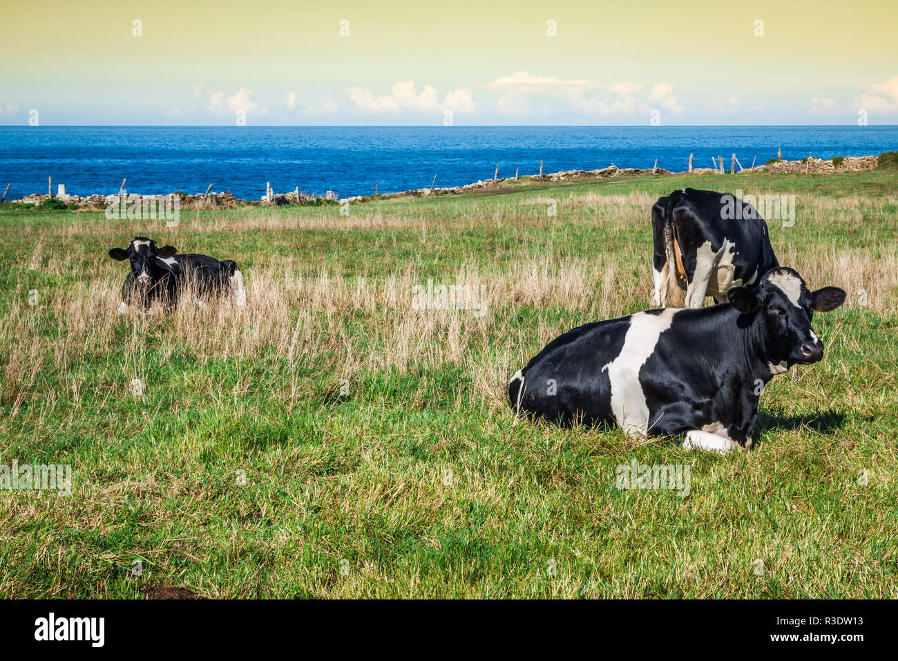spanish milk cow farms in the seaside,asturias,spain Stock Photo - Alamy